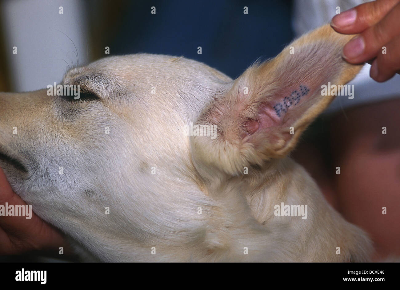 Straying dogs hi-res stock photography and images - Alamy
