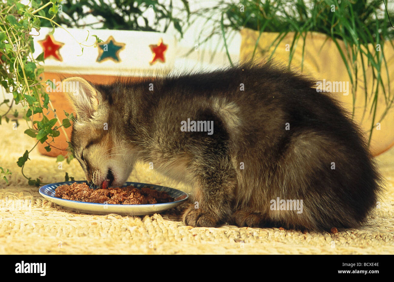 Eats from feeding dish bowl hi-res stock photography and images - Alamy