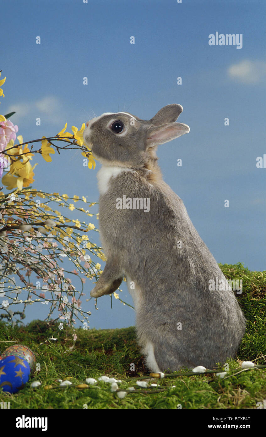 Rabbit sniffing flower hi-res stock photography and images - Alamy