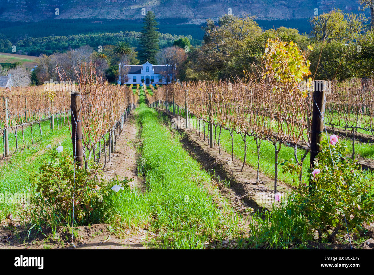 A traditional Cape Dutch homestead on a wine farm called ...