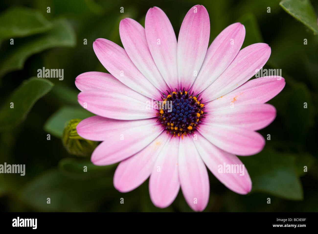 China beijing chrysanthemum hi-res stock photography and images - Alamy
