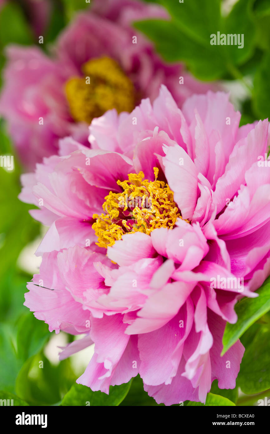 Peony hi-res stock photography and images - Alamy