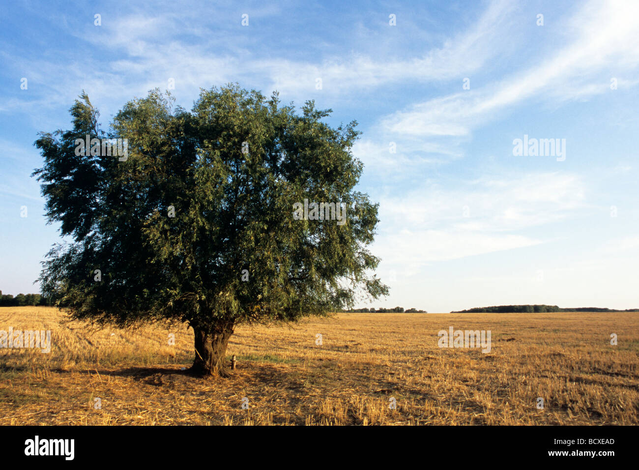 Single wheat plants hi-res stock photography and images - Alamy