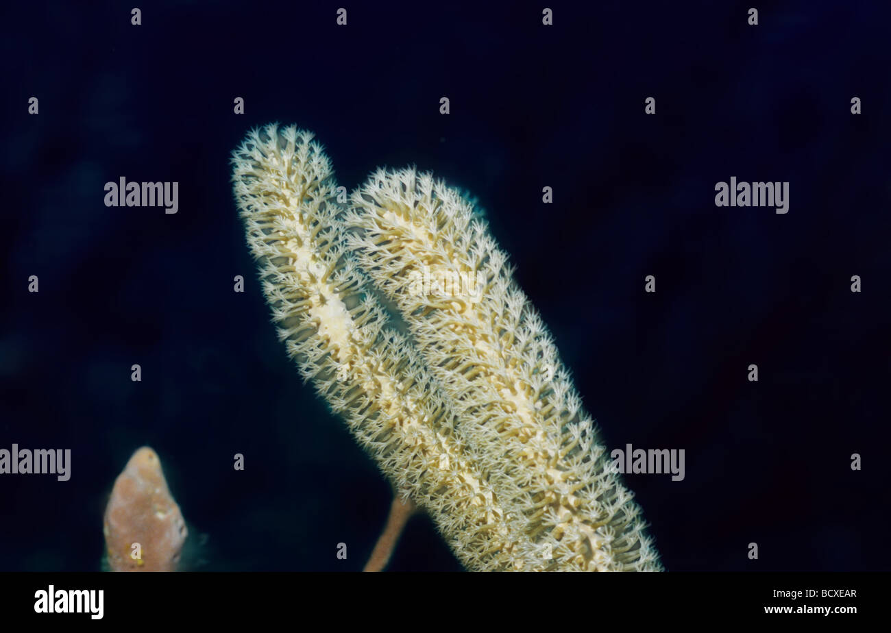 Amazing underwater marine life of Grenada, West Indies. Giant Split ...