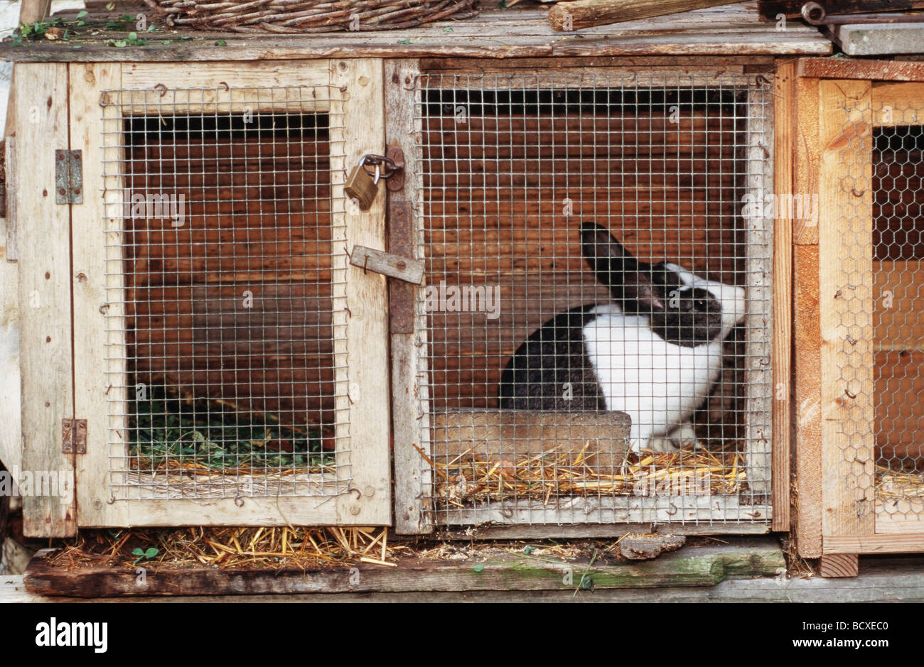 Rabbits stable hi-res stock photography and images - Alamy