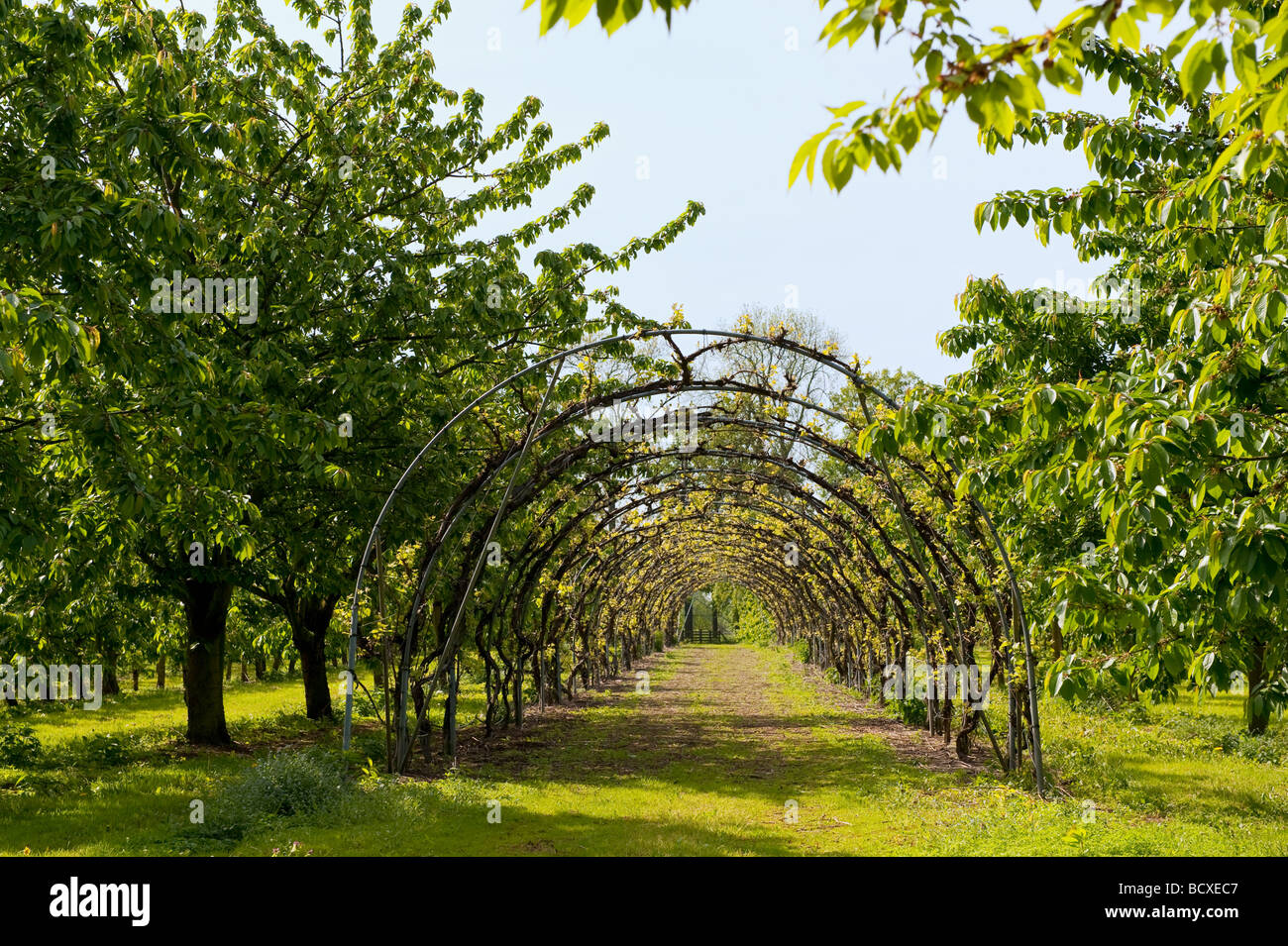 Cherry orchard with a beautiful garden Stock Photo - Alamy