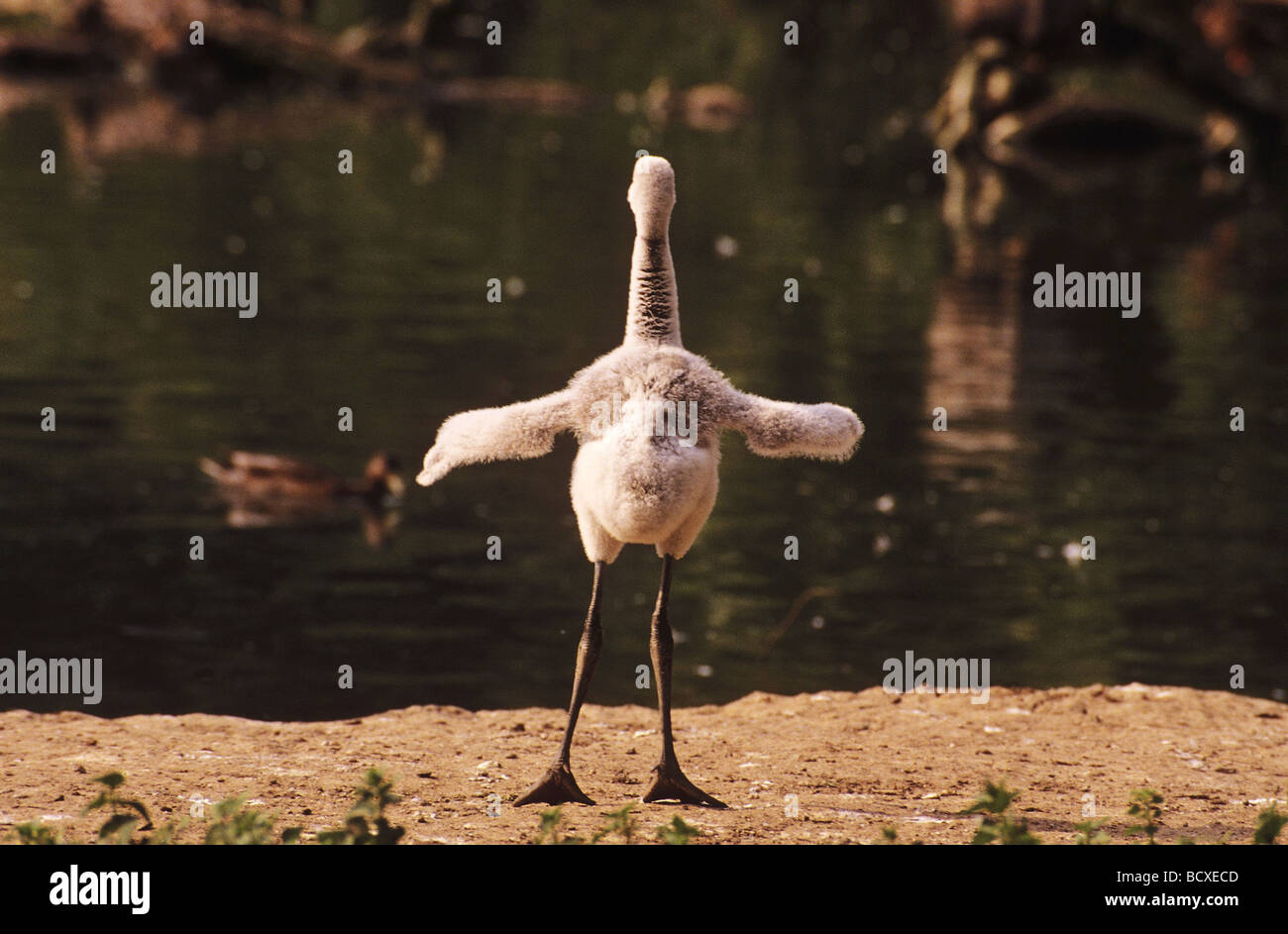young greater flamingo - standing - from behind / Phoenicopterus ruber ...