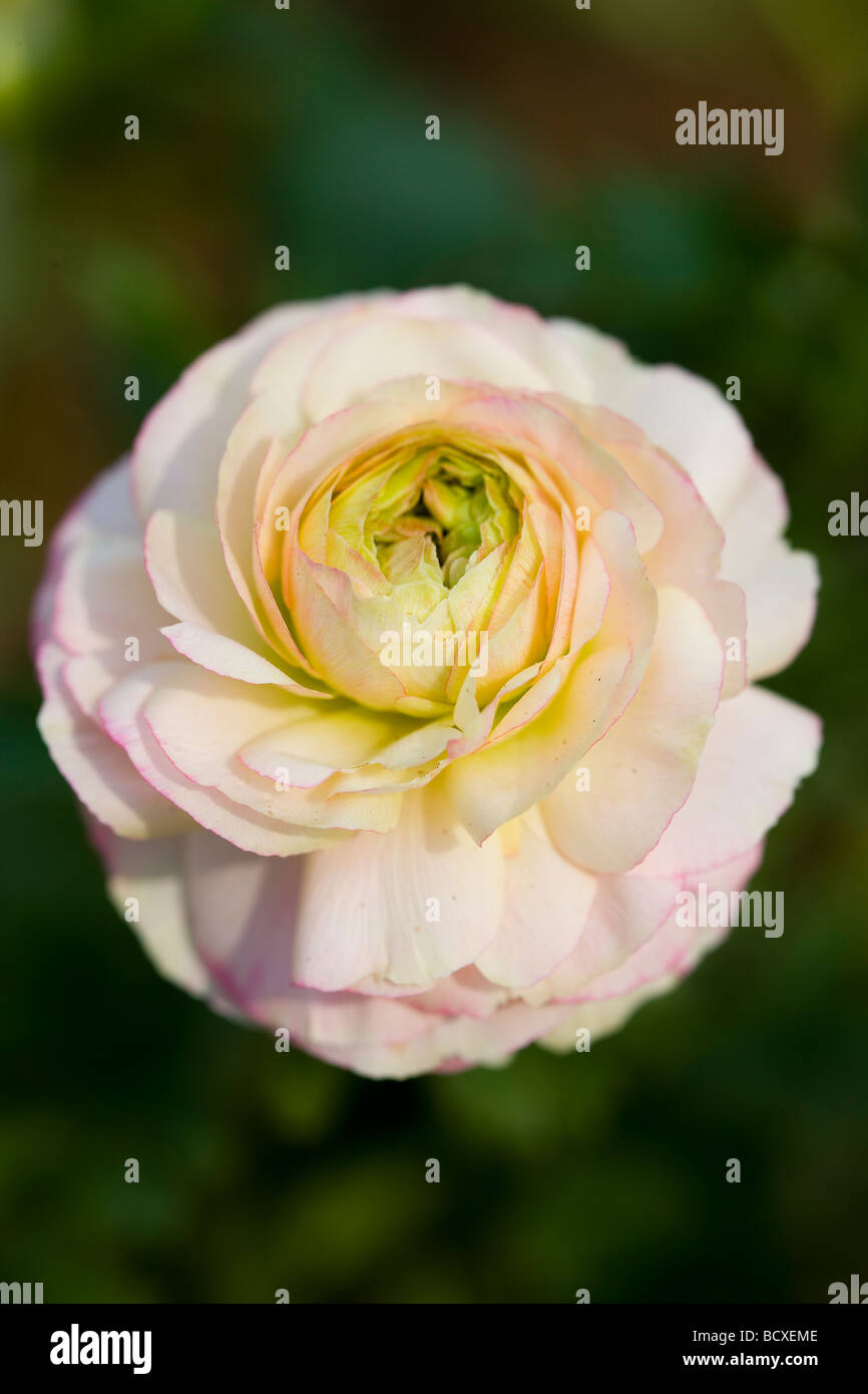 Rose chinese image hi-res stock photography and images - Alamy