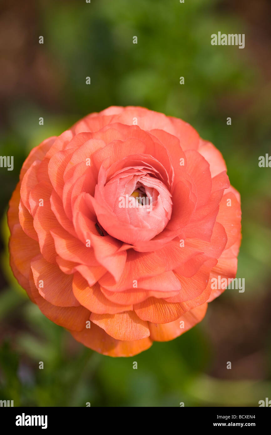 Rose chinese image hi-res stock photography and images - Alamy