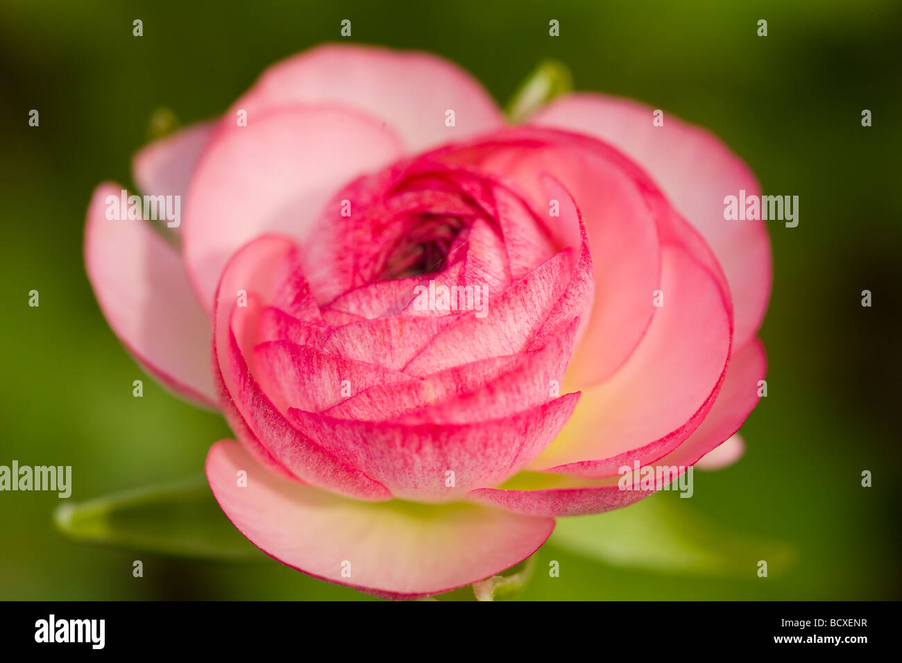 Chinese rose image hi-res stock photography and images - Alamy