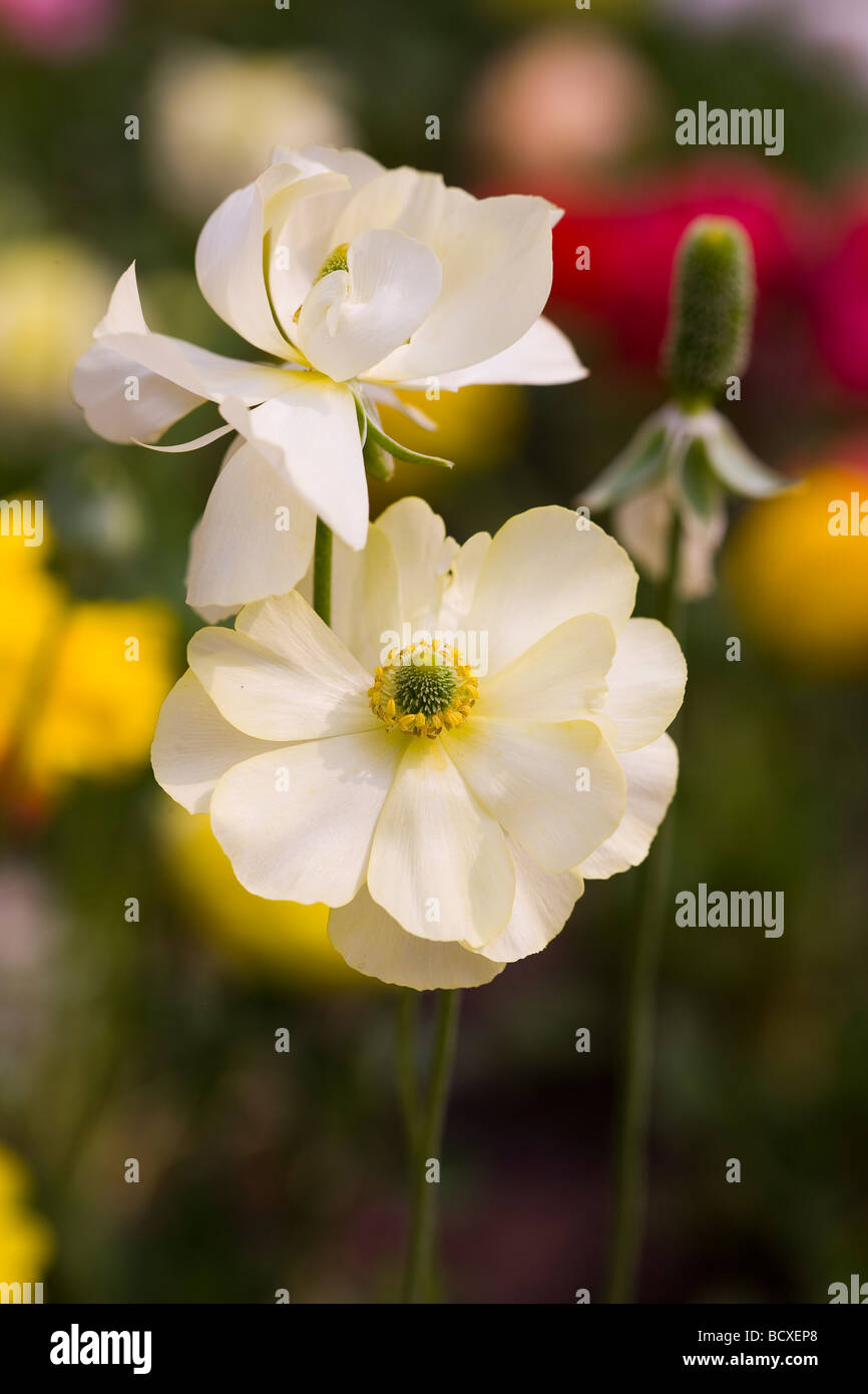 Chinese rose image hi-res stock photography and images - Alamy