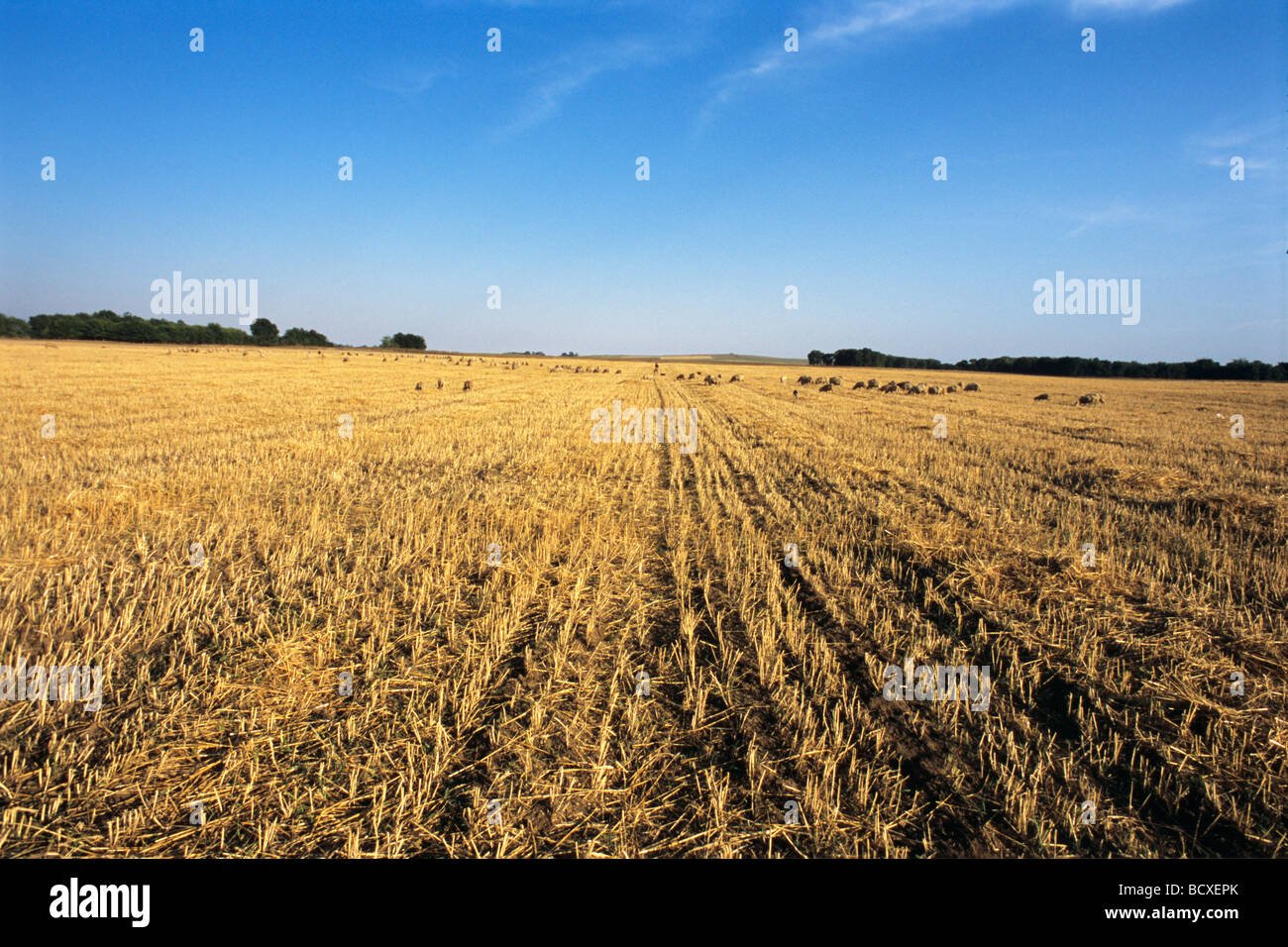 Sheep eating grain hi-res stock photography and images - Alamy