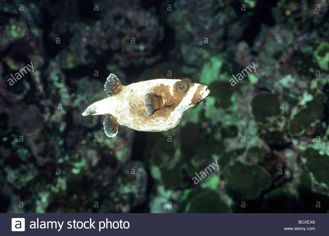 Tetraodon High Resolution Stock Photography and Images - Alamy