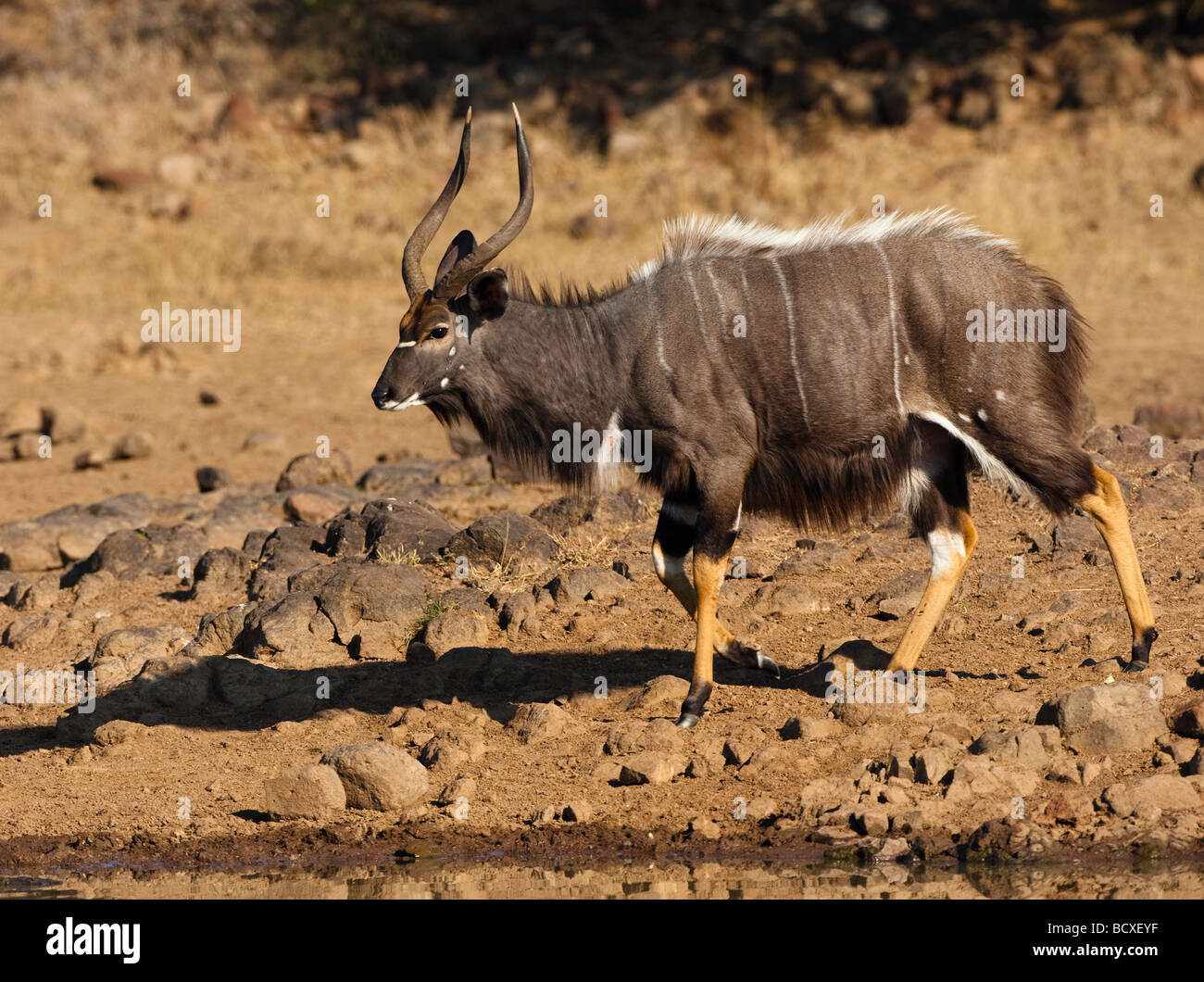 Nyala bull hi-res stock photography and images - Alamy