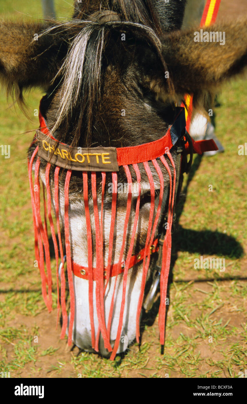 Donkey at work hi-res stock photography and images - Alamy