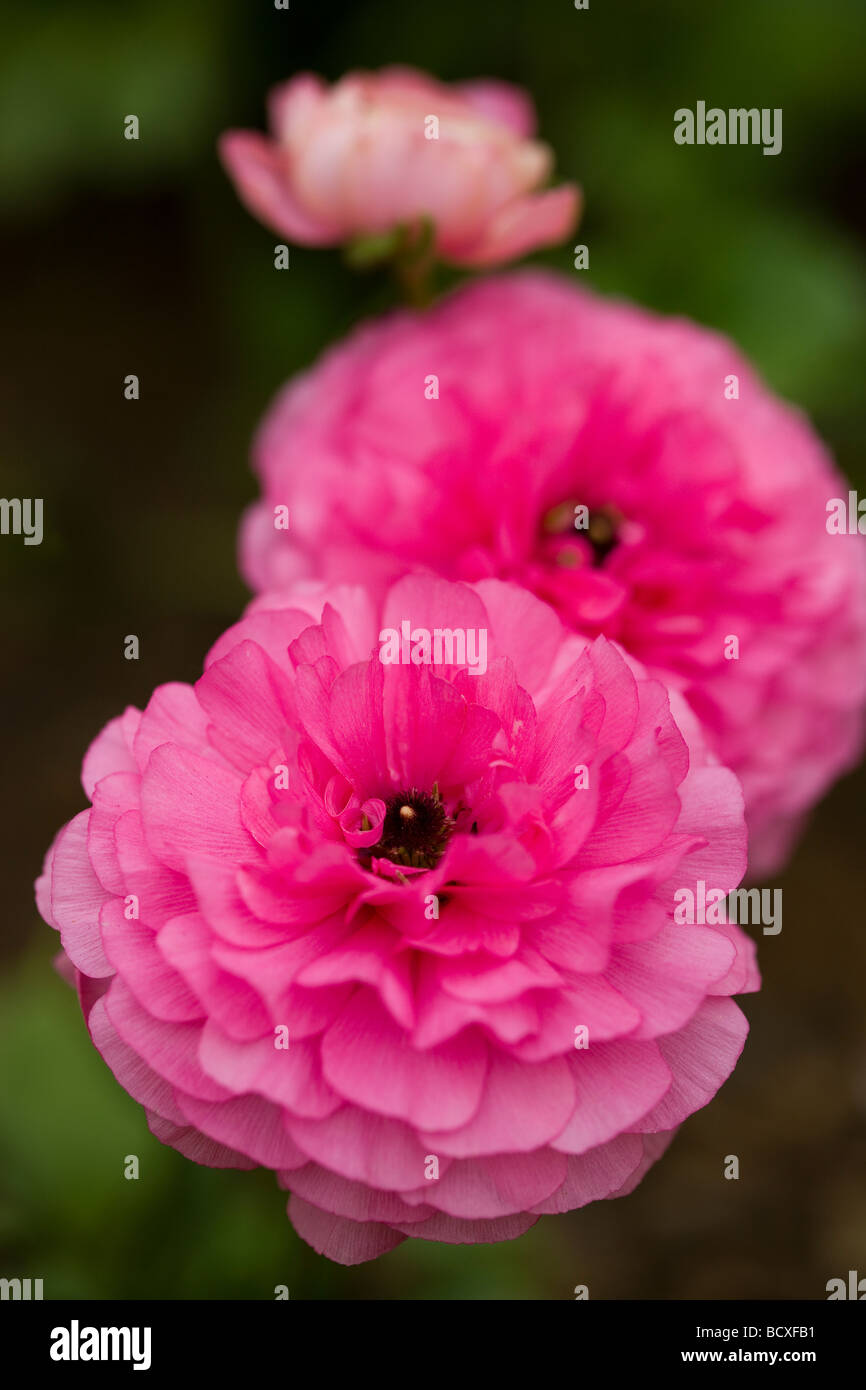 Chinese rose image hi-res stock photography and images - Alamy