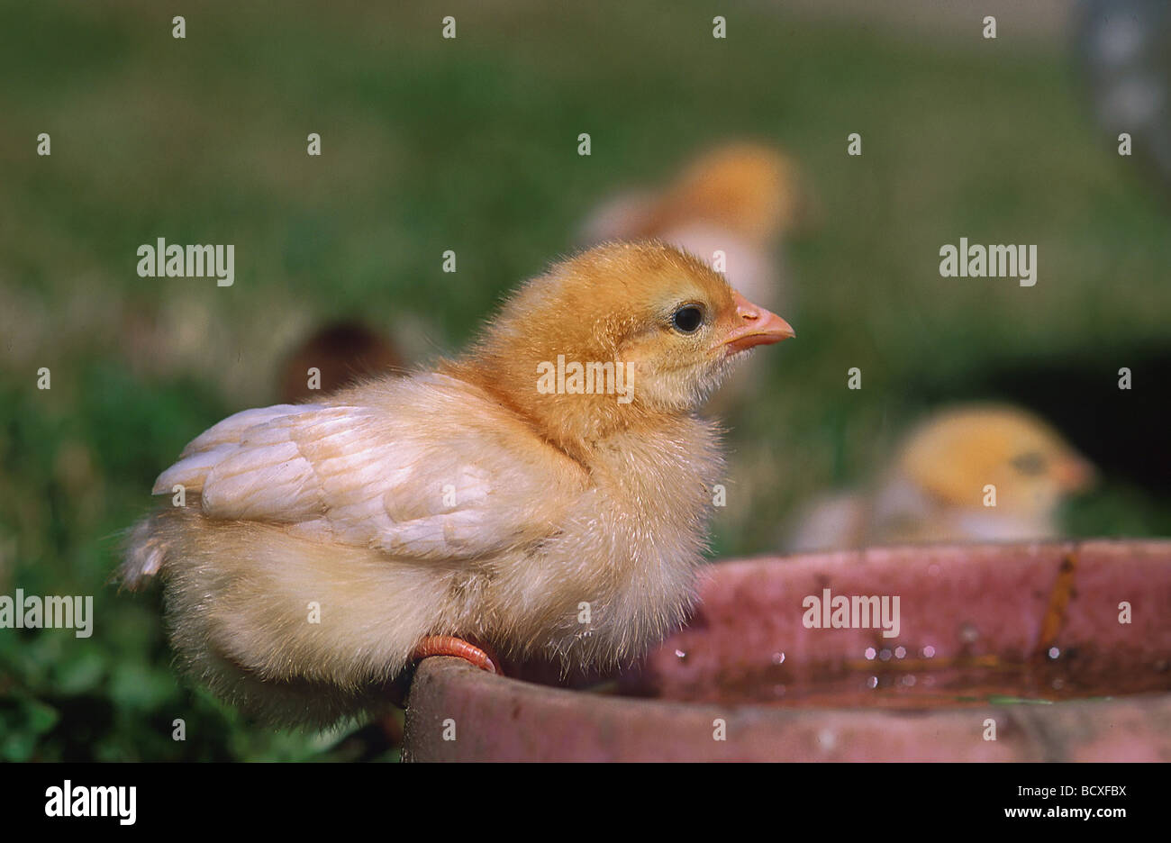 Chicken drinking water bowl hi-res stock photography and images - Alamy