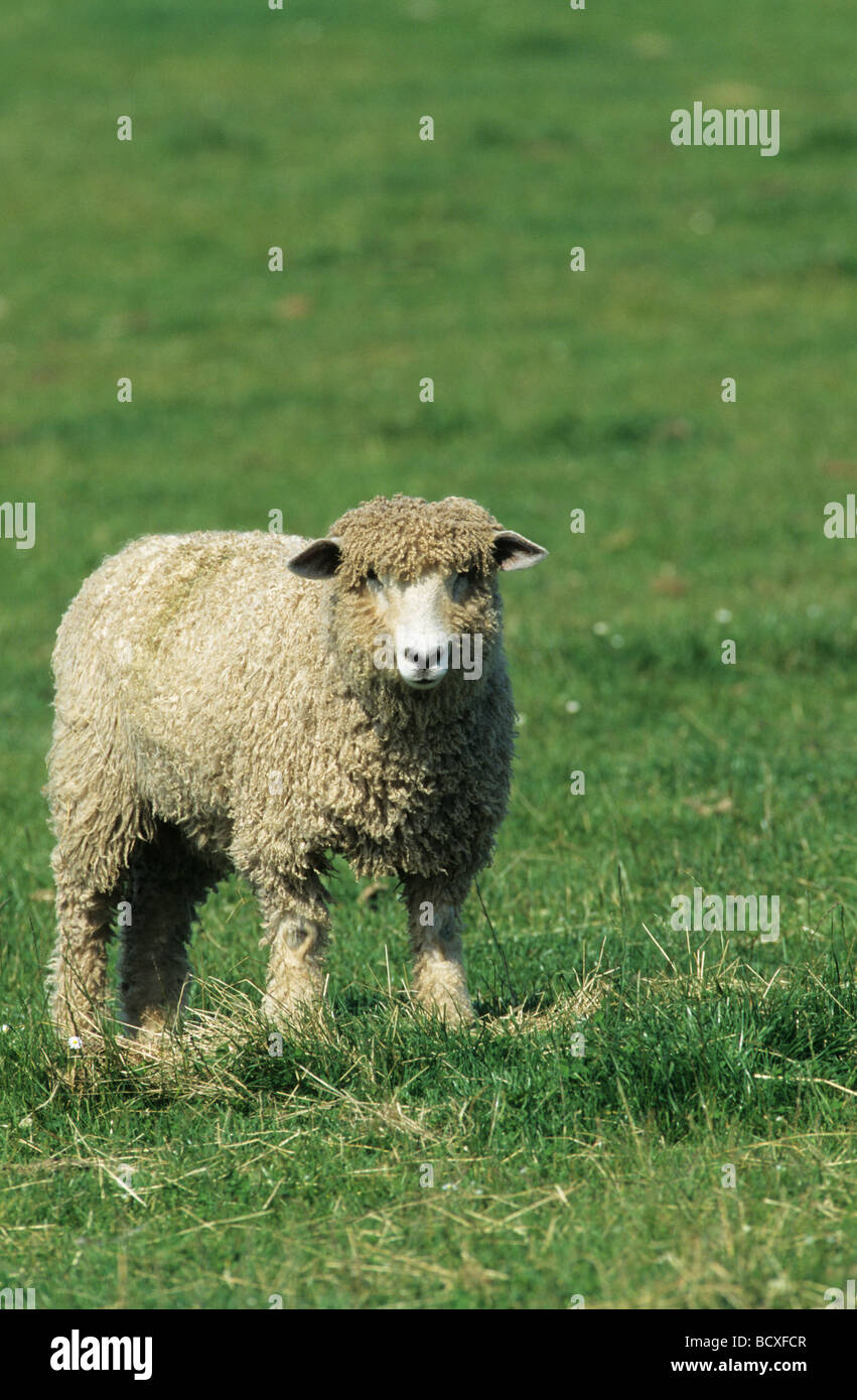 Lincoln Longwool Sheep UK Stock Photo - Alamy
