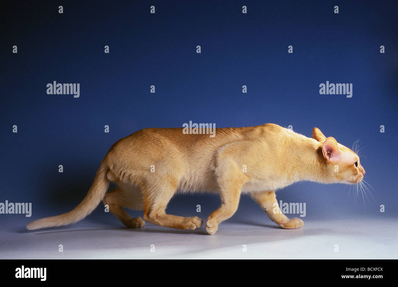 Burmese cat cream hi-res stock photography and images - Alamy