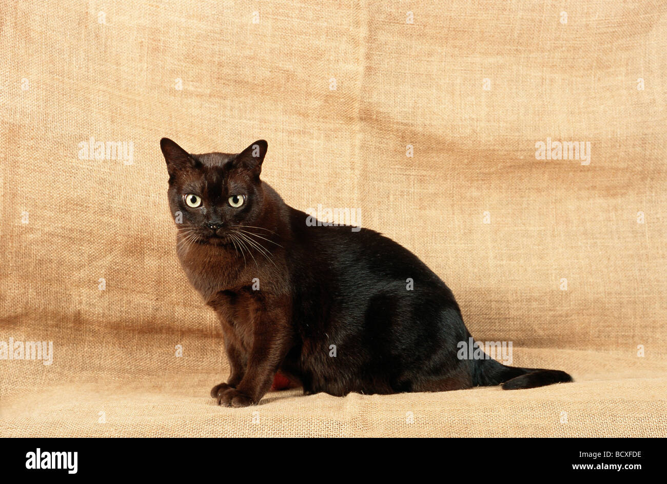 Burmesian hi-res stock photography and images - Alamy
