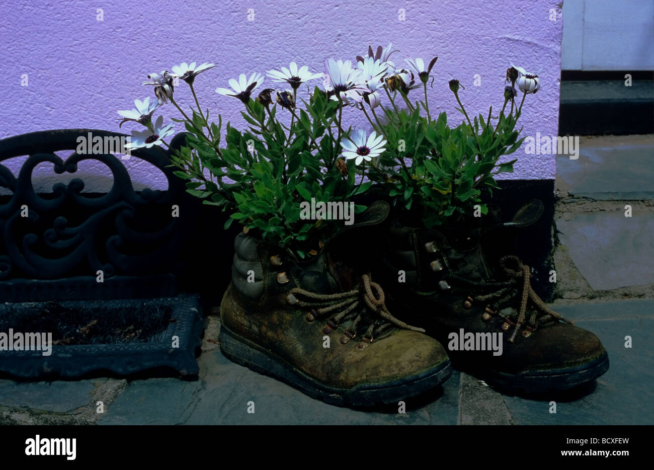 Walking boots as plant pots at Dittisham, Devon with Daises, Daisy ...