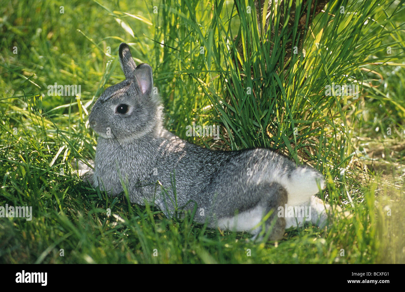 Pigmy rabbit hi-res stock photography and images - Alamy