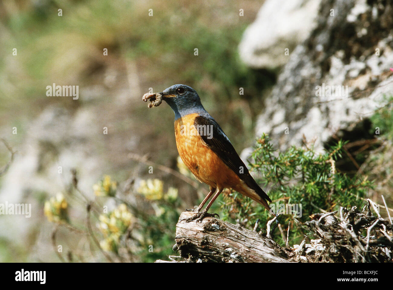 Monticola saxatitlis / Rock thrush - holding an insect in its bill ...