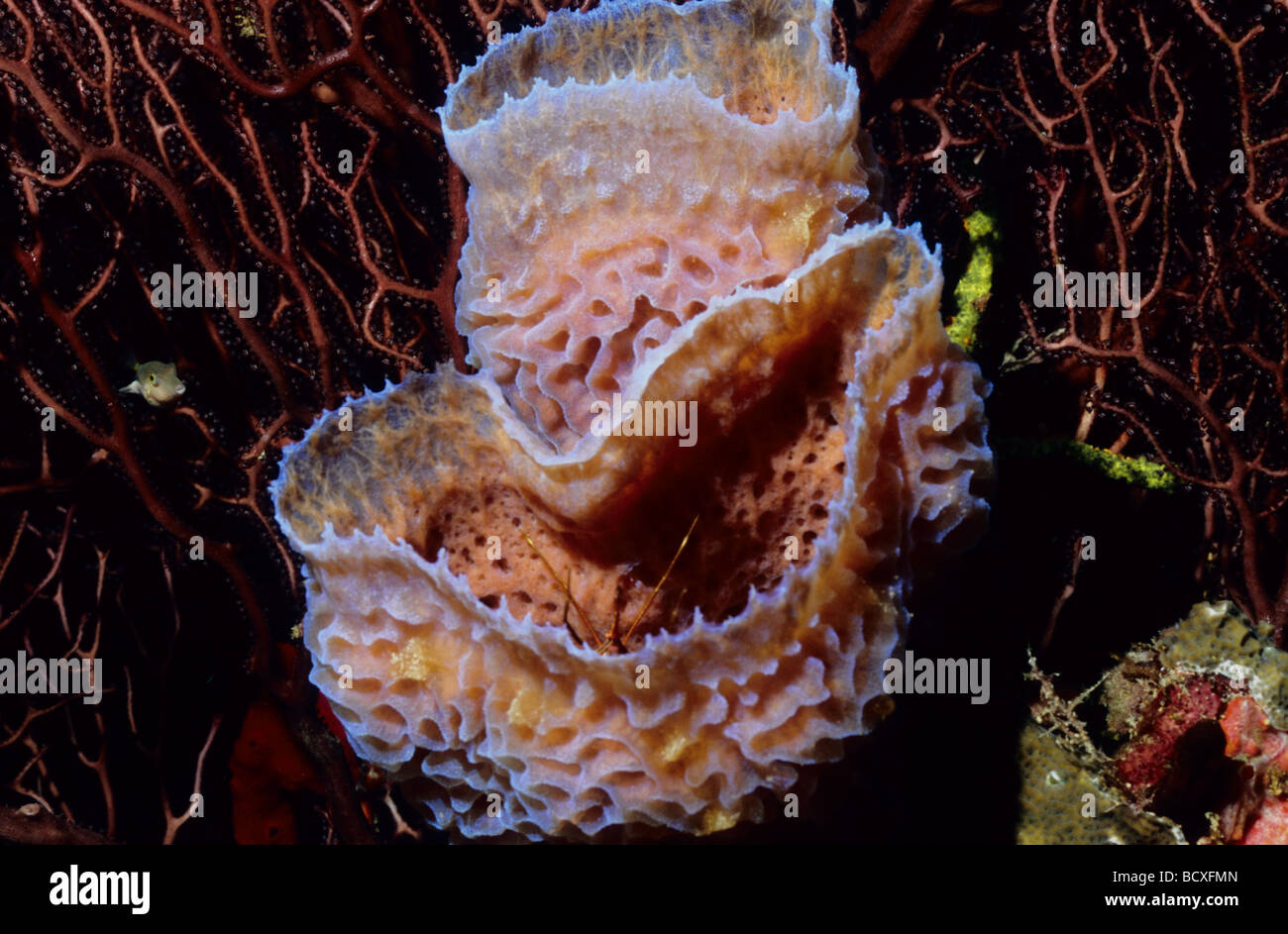 Sponge. Vase sponge. Grenada. West Indies Stock Photo - Alamy