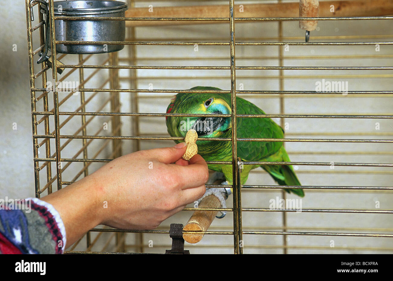 Amazona aestiva / Blue-fronted amazon - gets a peanut in its cage Stock ...