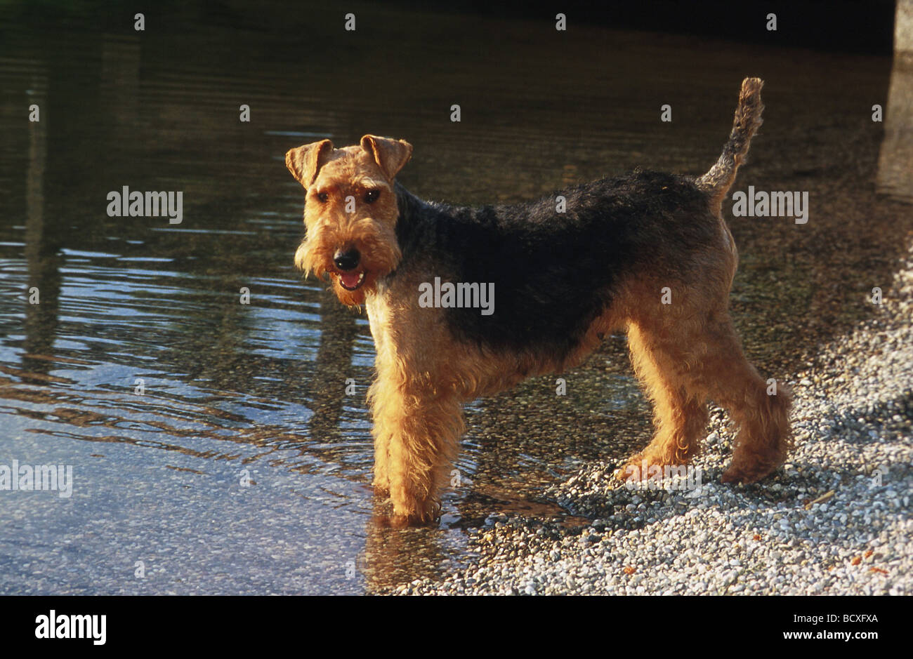 Welsh terriers hi-res stock photography and images - Alamy