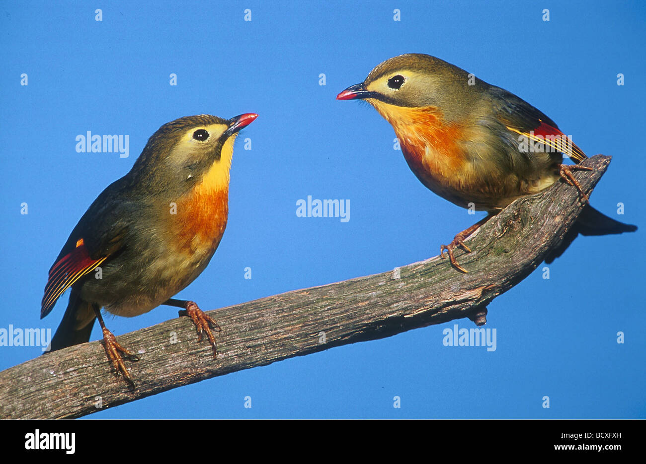 Nightingale asia india hi-res stock photography and images - Alamy