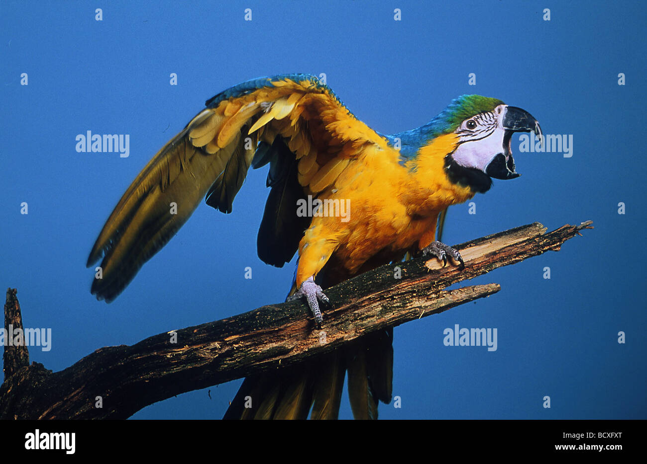 Blue and gold macaw (Ara ararauna) perched on a broken-off branch ...