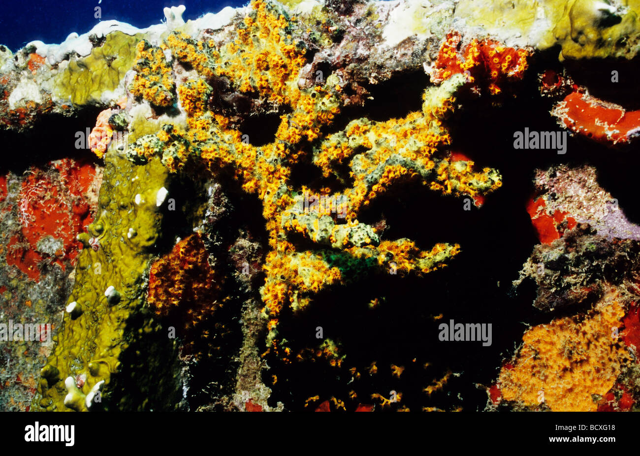 Amazing underwater marine life of Grenada, West Indies. Row pore rope ...