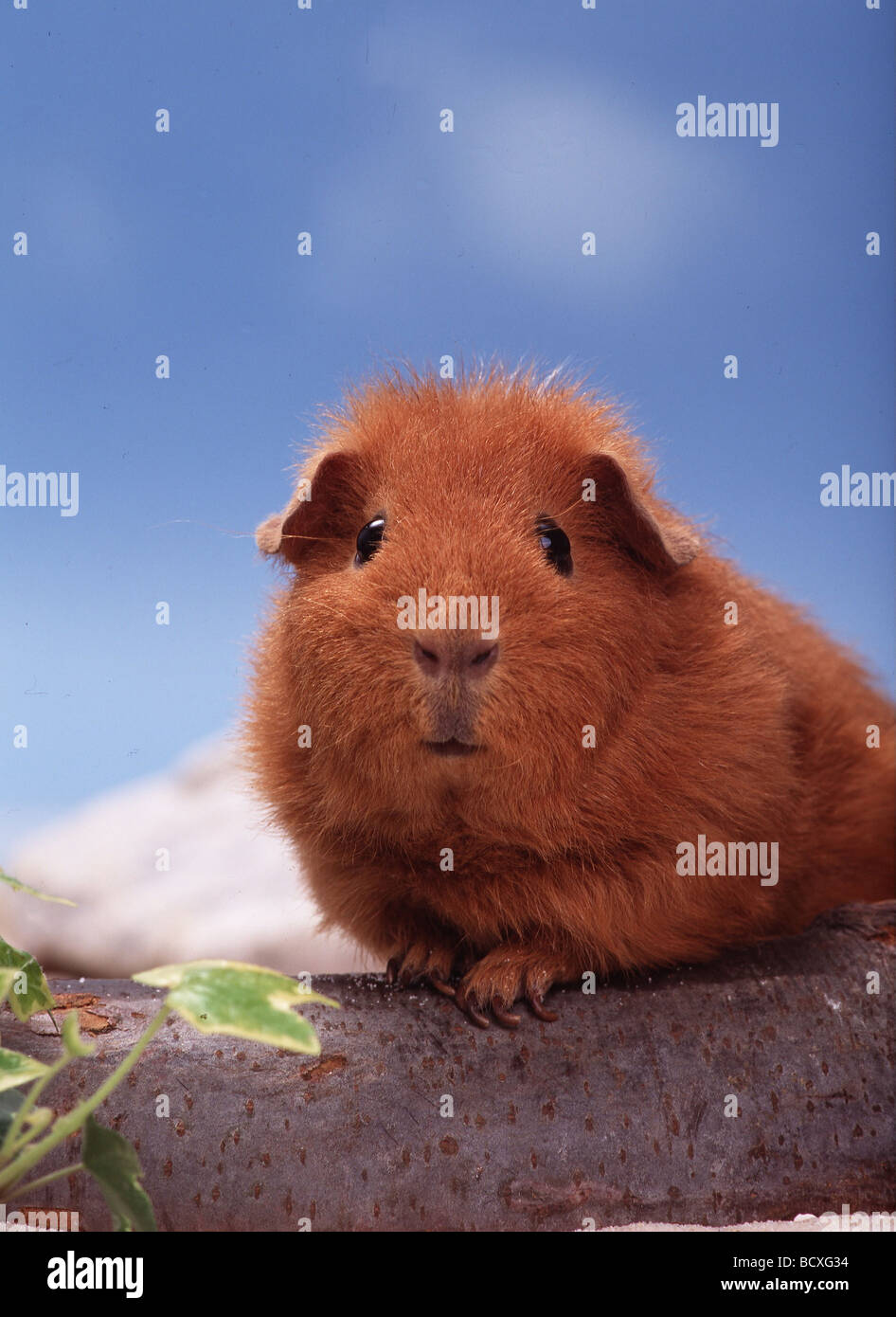 Rex guinea pig on a log. Germany Stock Photo - Alamy
