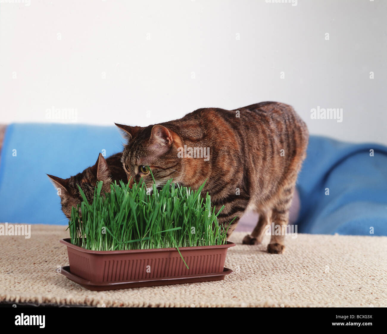 Flat cats hi-res stock photography and images - Alamy