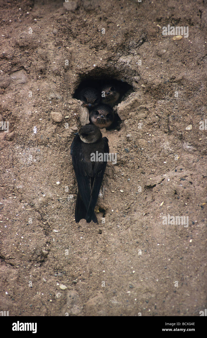 riparia riparia / sand martin Stock Photo - Alamy