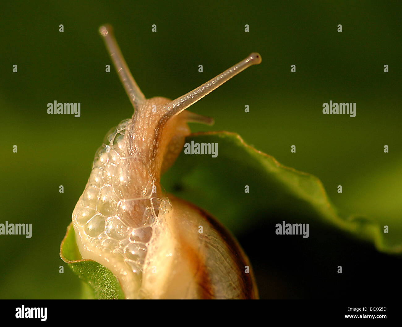 Wing snail hi-res stock photography and images - Alamy