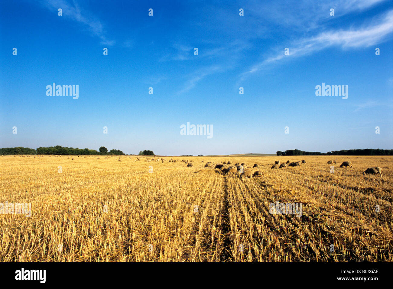 animals eating on grain field with blue sky in background Stock Photo ...