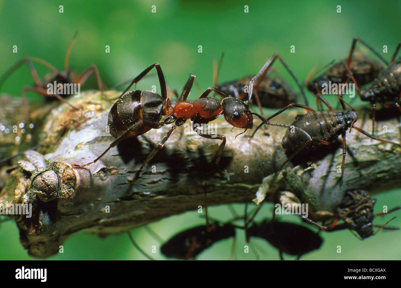 Ants milking lice hi-res stock photography and images - Alamy