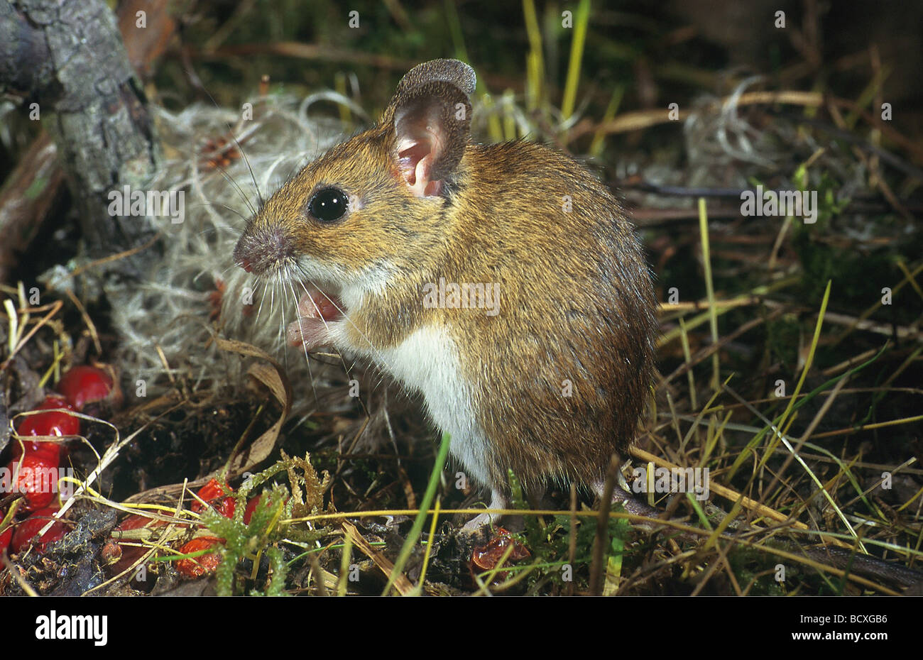 apodemus sylvaticus / wood mouse Stock Photo - Alamy