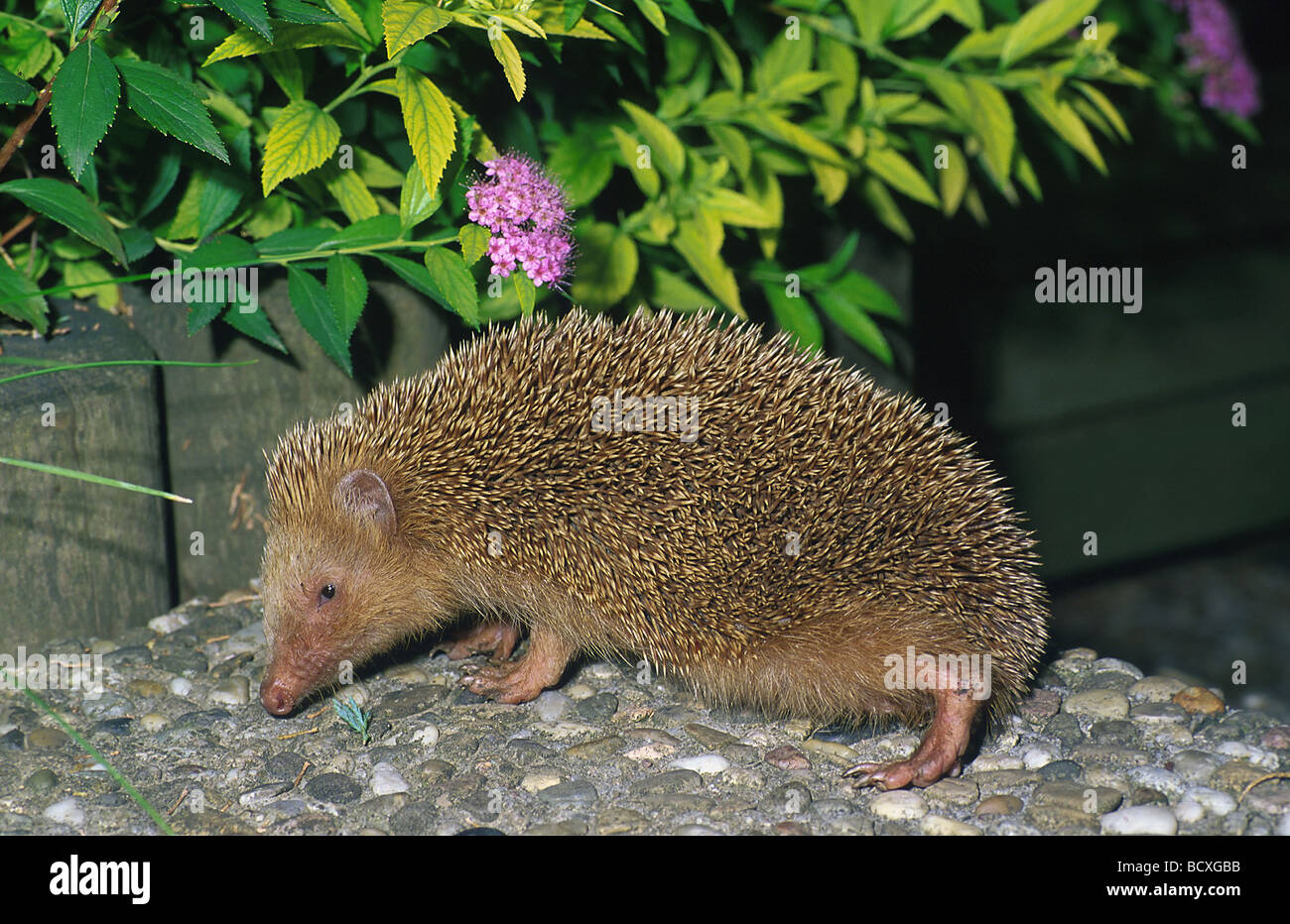 Hedgehogs and gymnures erinaceidae hi-res stock photography and images ...