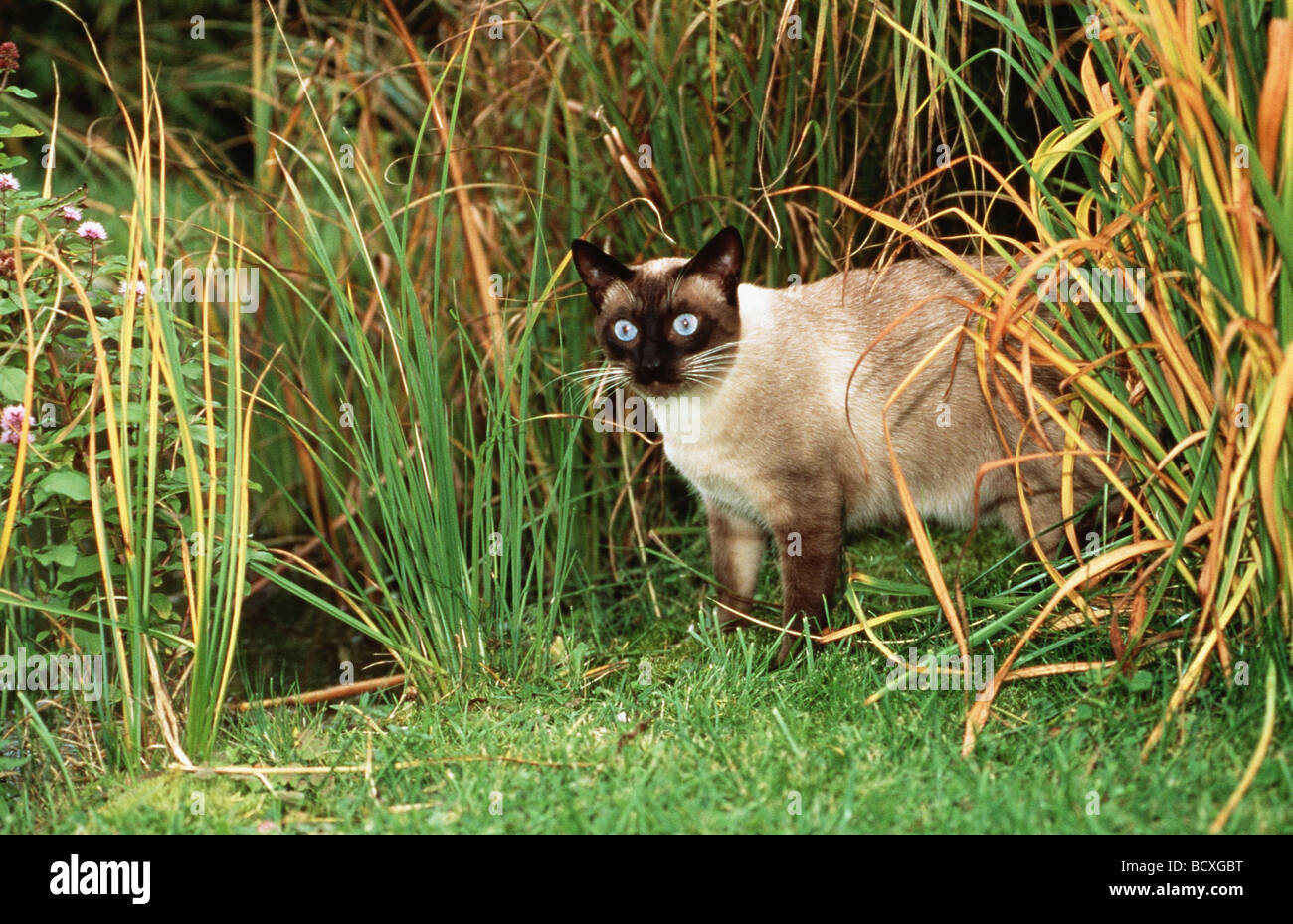 Siamois High Resolution Stock Photography and Images - Alamy
