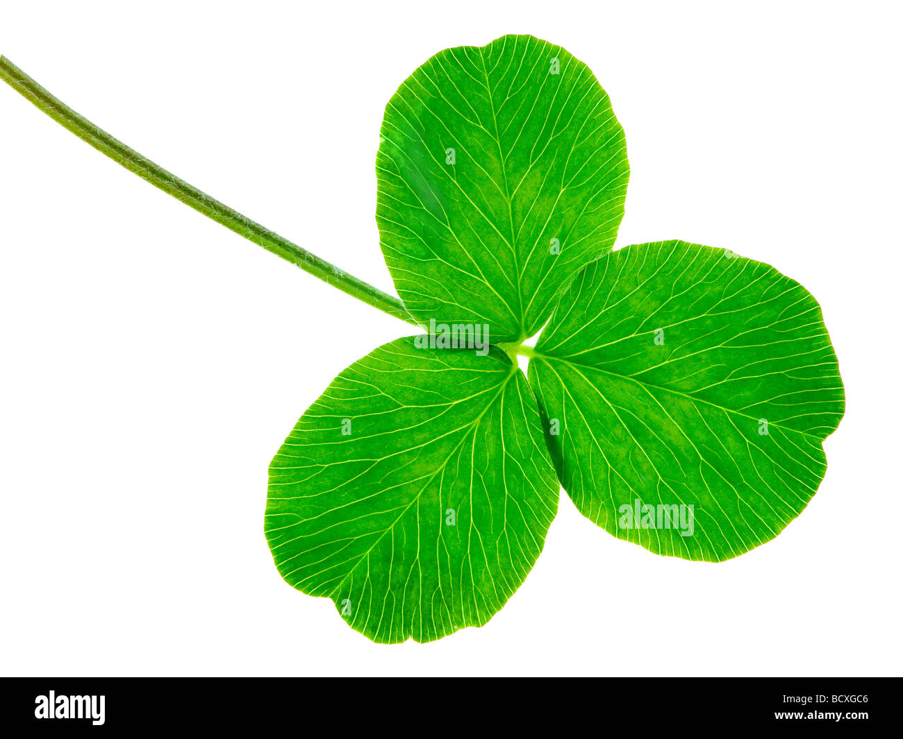 Clover hi-res stock photography and images - Alamy