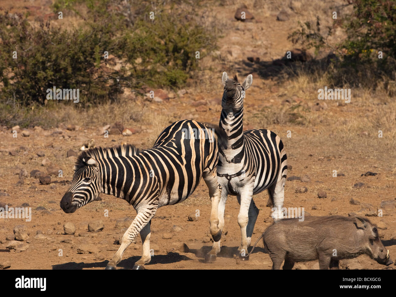 Kicking zebra hi-res stock photography and images - Alamy