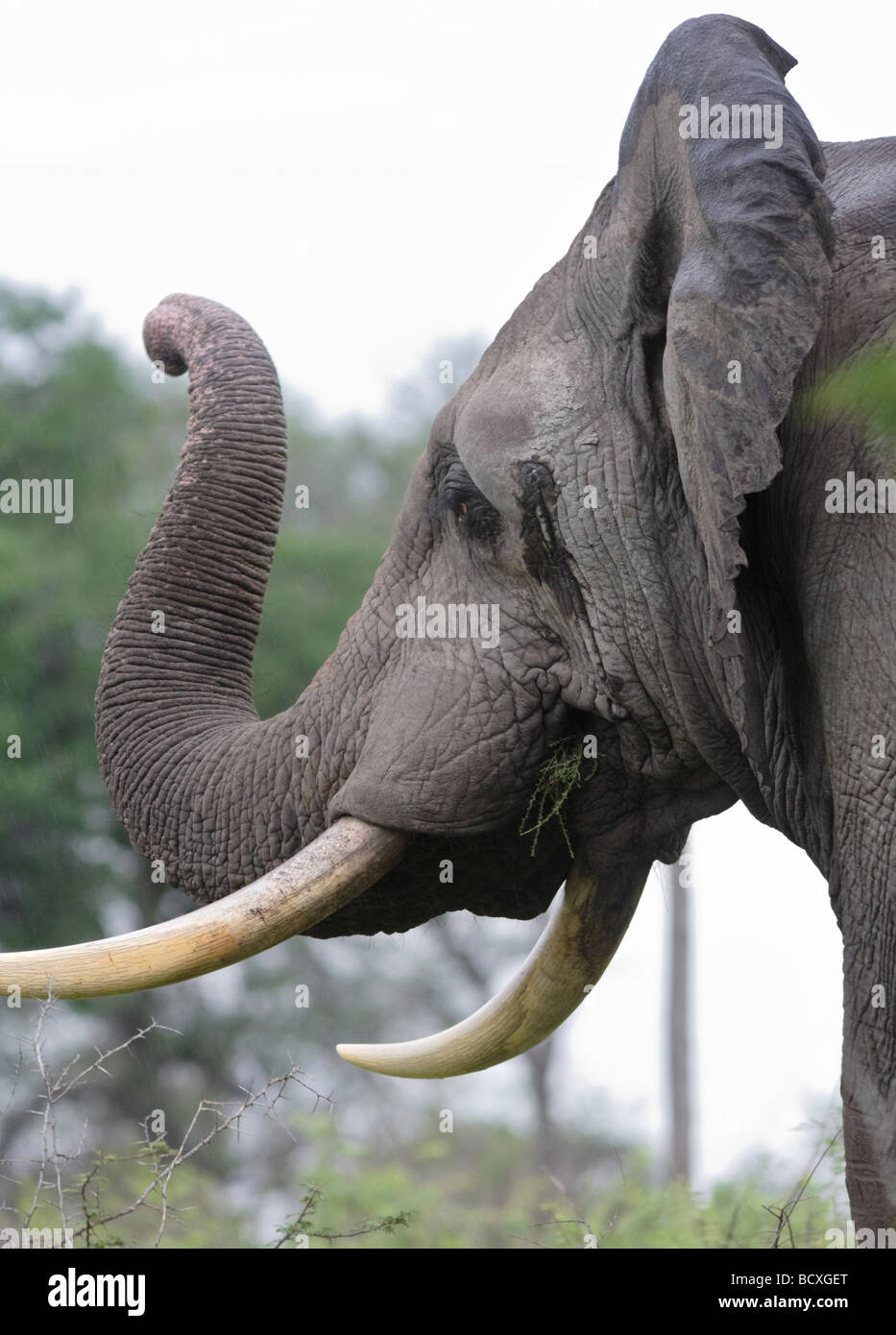 African elephant (Loxodonta africana) bull profile of head, tusks ...