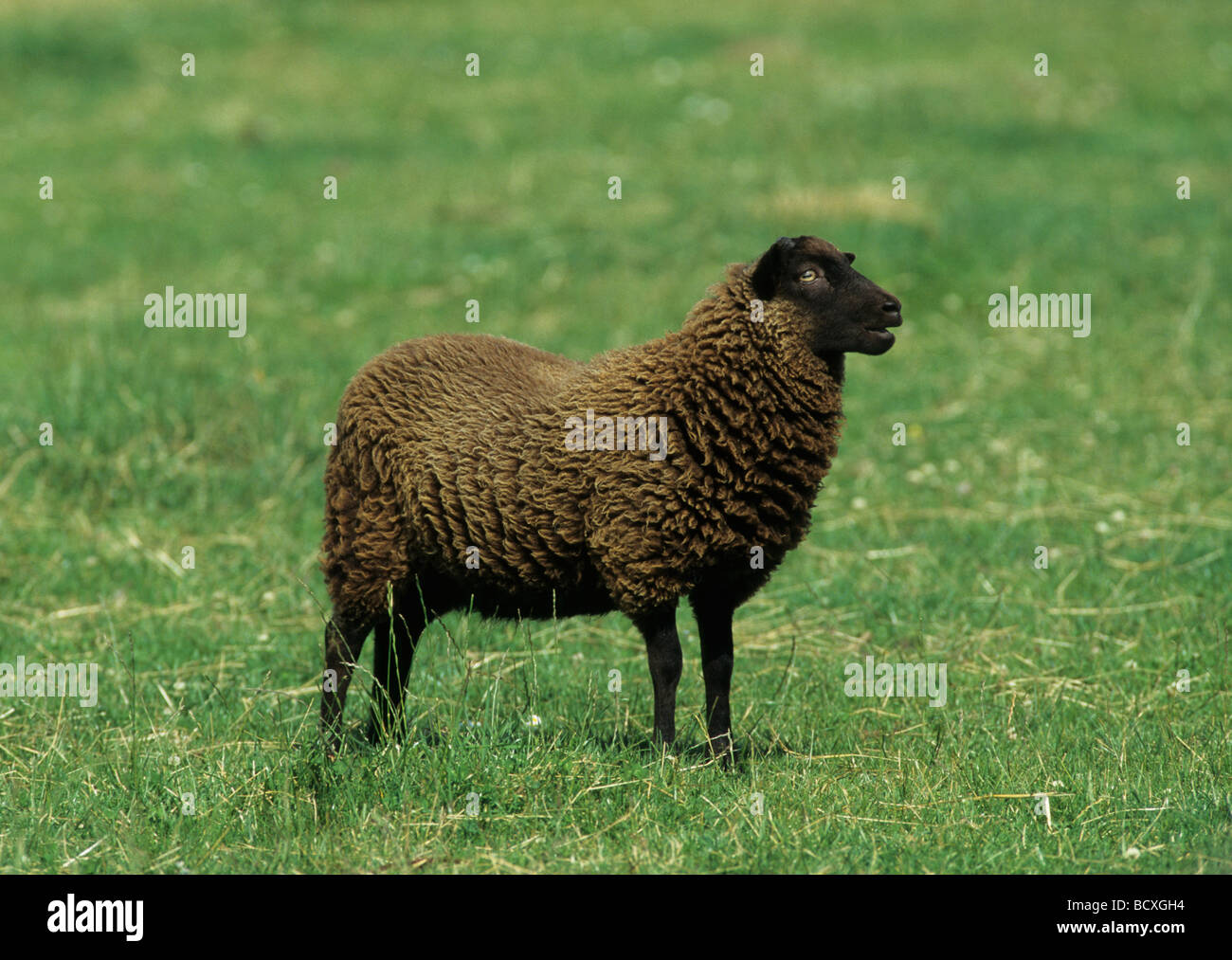 Shetland Sheep UK Stock Photo - Alamy