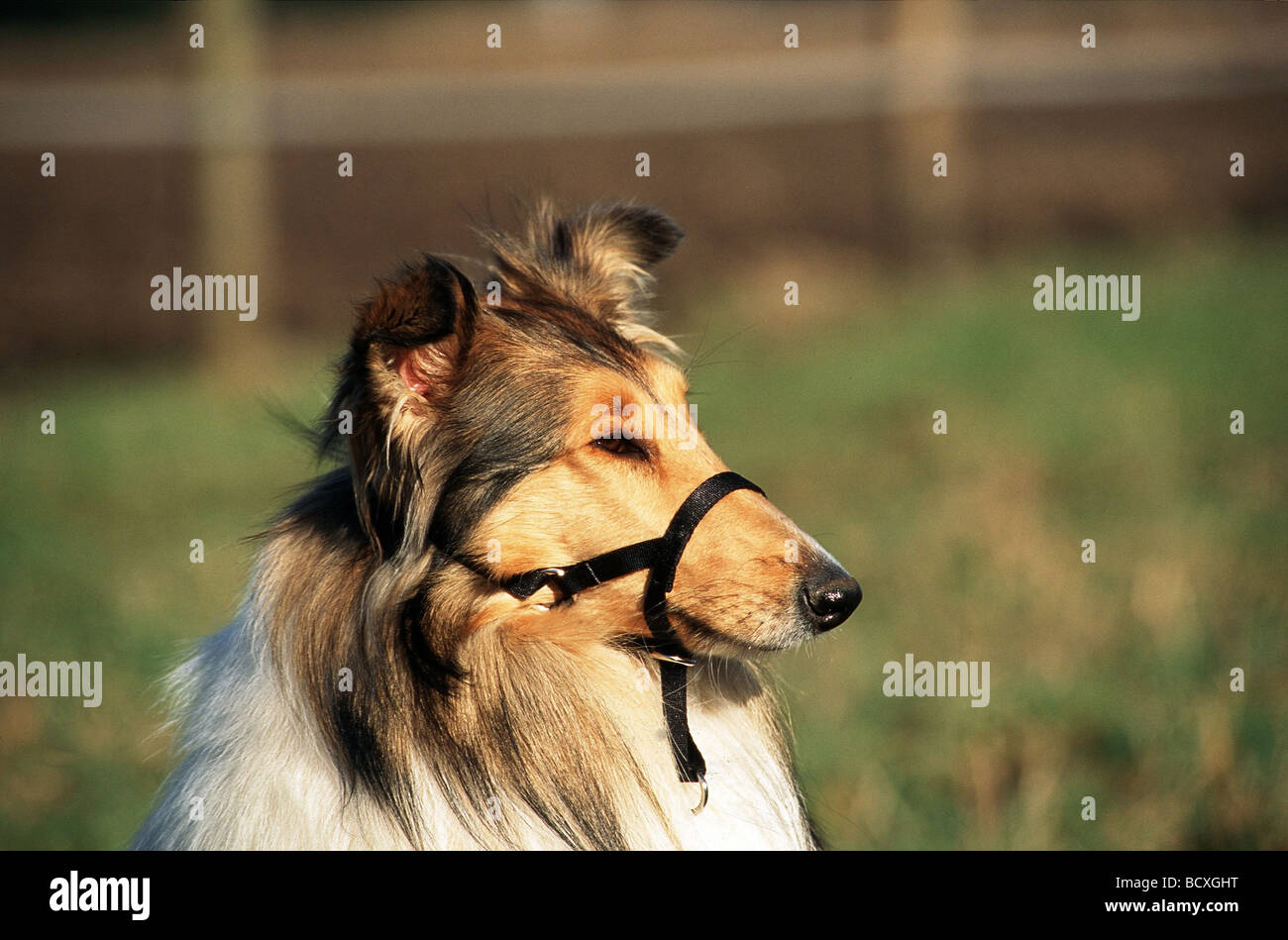 Rough Collie, Long-Haired Collie with head collar Stock Photo - Alamy