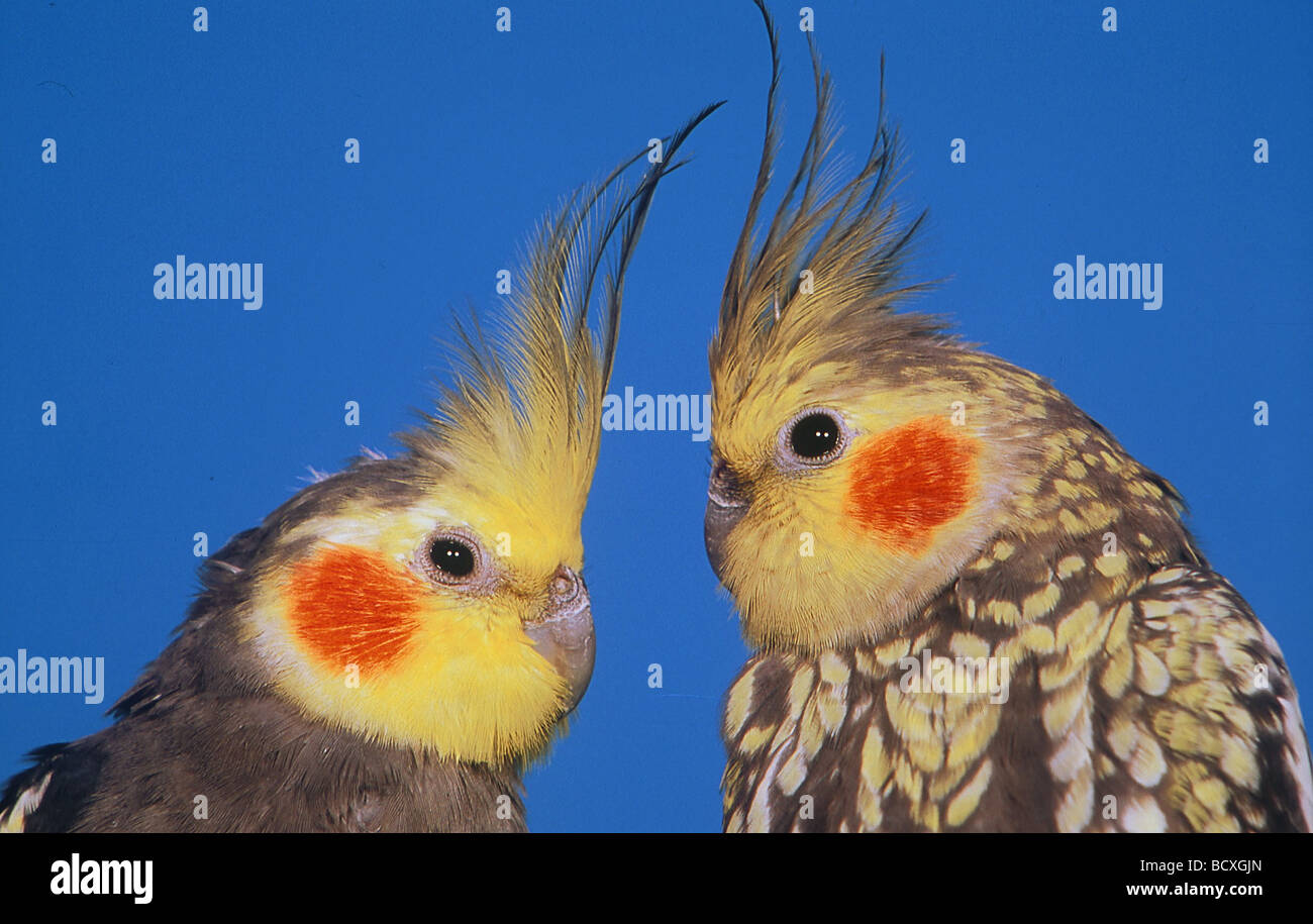 Cockatiel (Nymphicus hollandicus). Portrait of two adult birds Stock ...