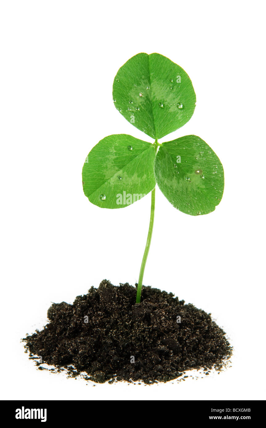 Clover plant hi-res stock photography and images - Alamy