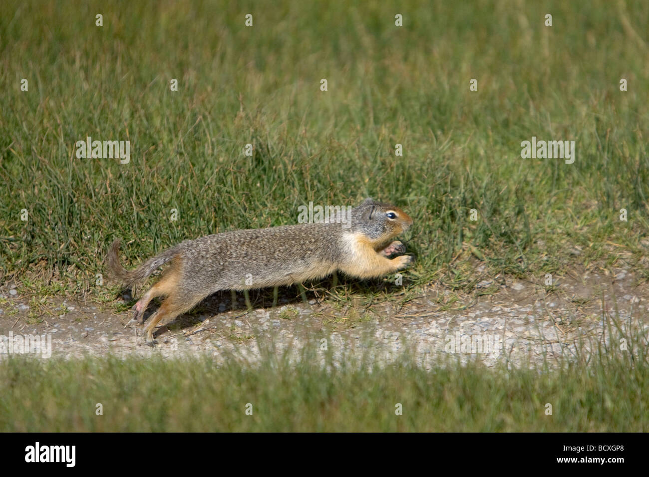 Squirrels Running High Resolution Stock Photography and Images - Alamy